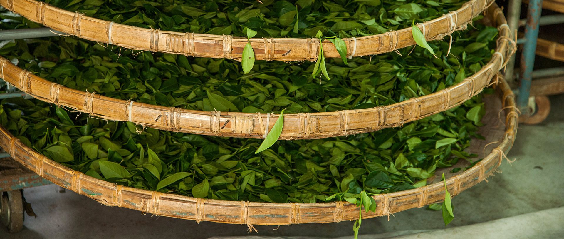 Lung Chin Tea Health Benefits – In Nature Teas