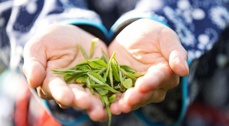 Straight Talk, Your Opinion Matters – In Nature Teas