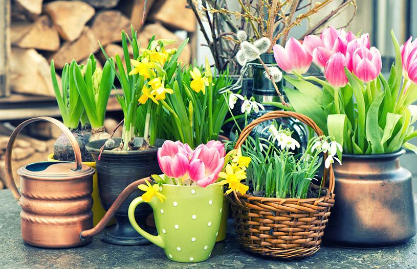 WHY SPRING TEAS ARE SO GOOD FOR YOU – In Nature Teas